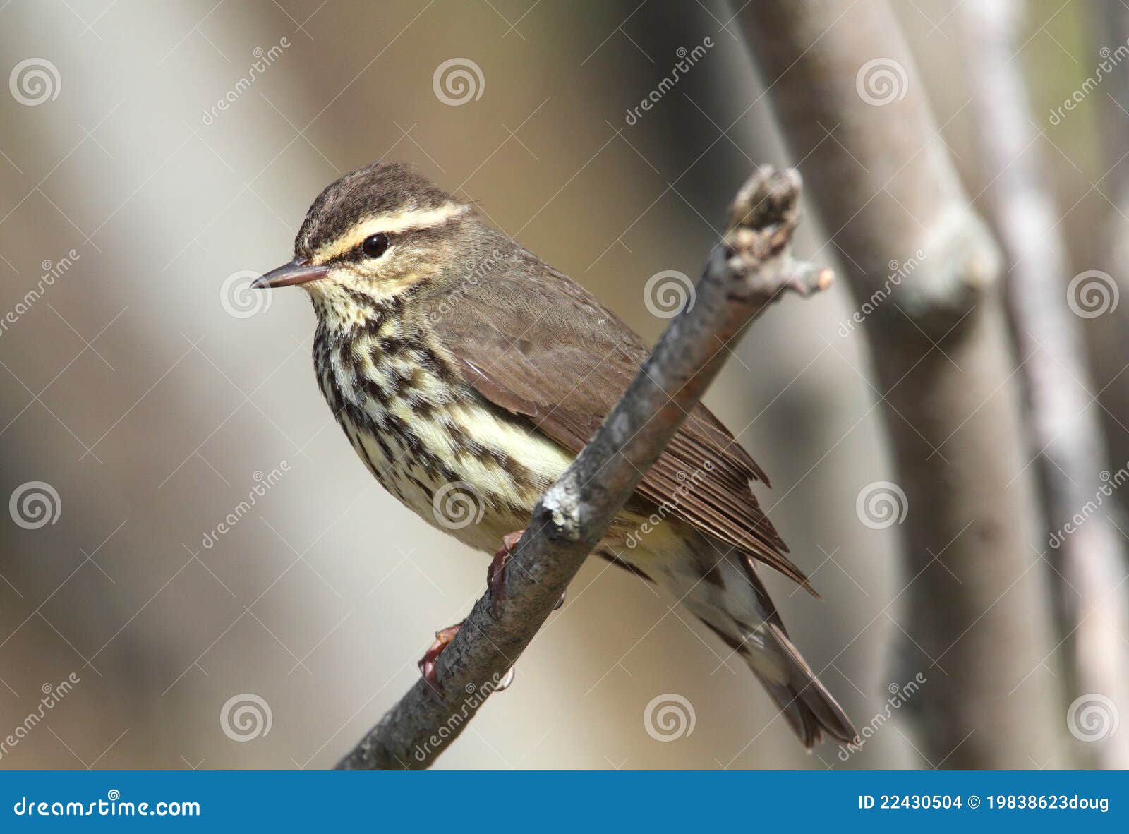 Northern Waterthrush stock photo. Image of song, bird - 22430504