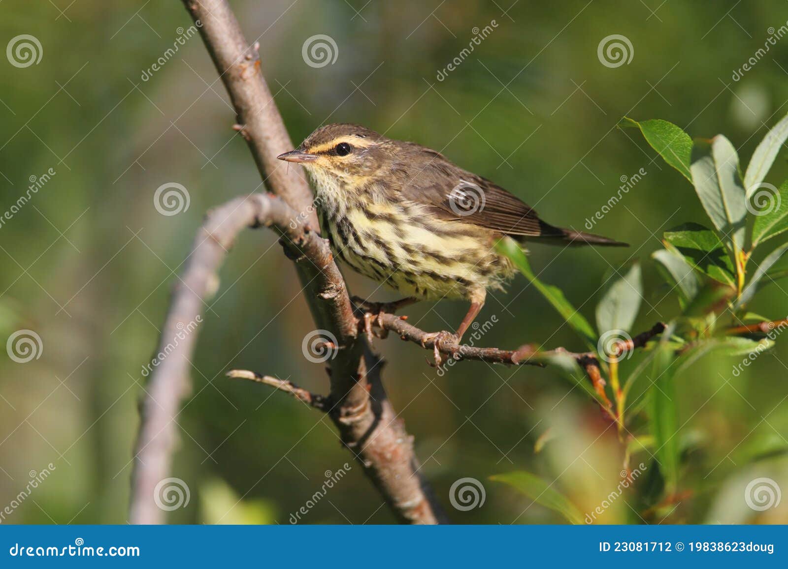 Northern Waterthrush stock photo. Image of waterthrush - 23081712