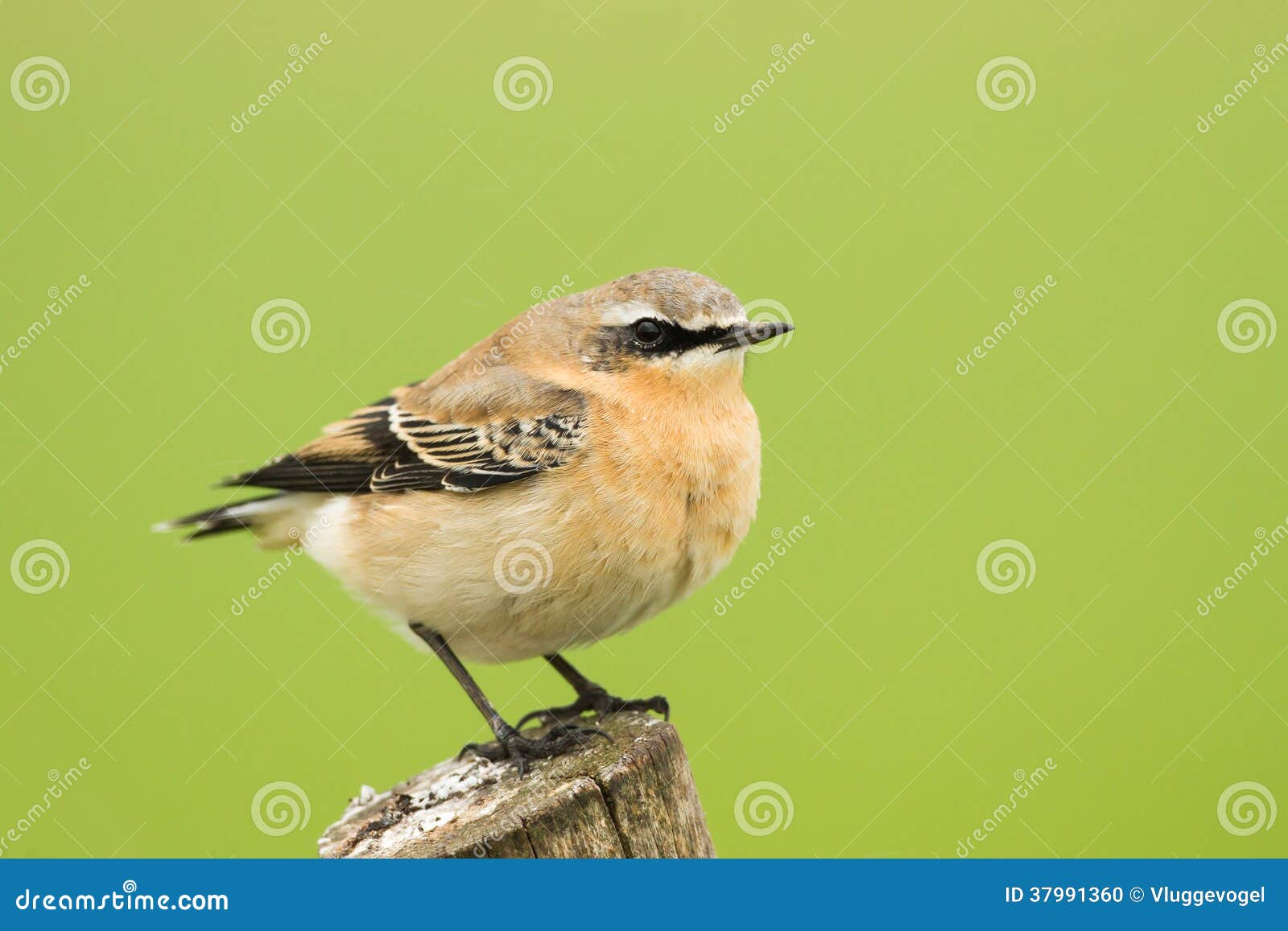 Northern Wheatear stock photo. Image of watch, wheatear - 37991360