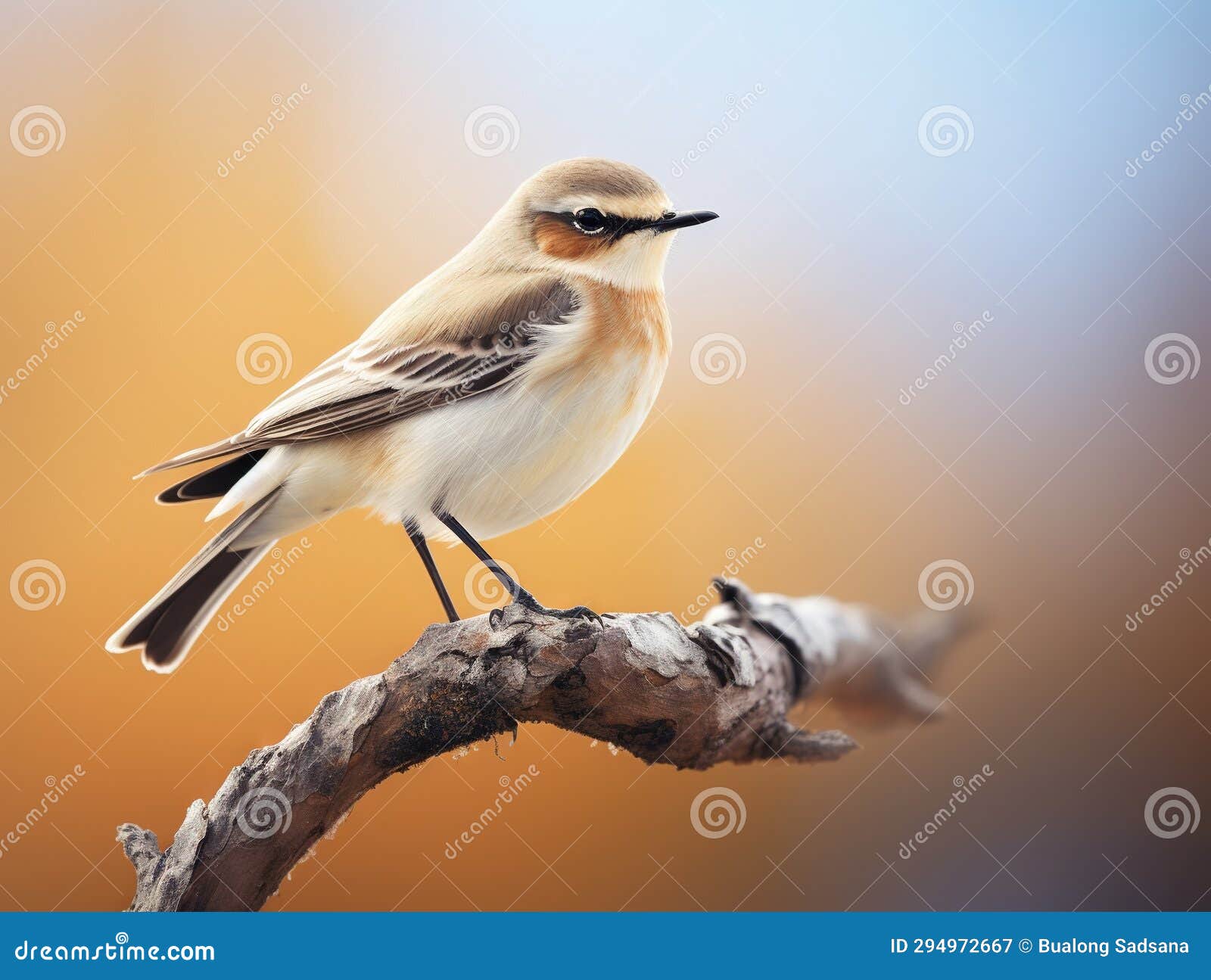 Northern Wheatear Made with Generative AI Illustration Stock ...