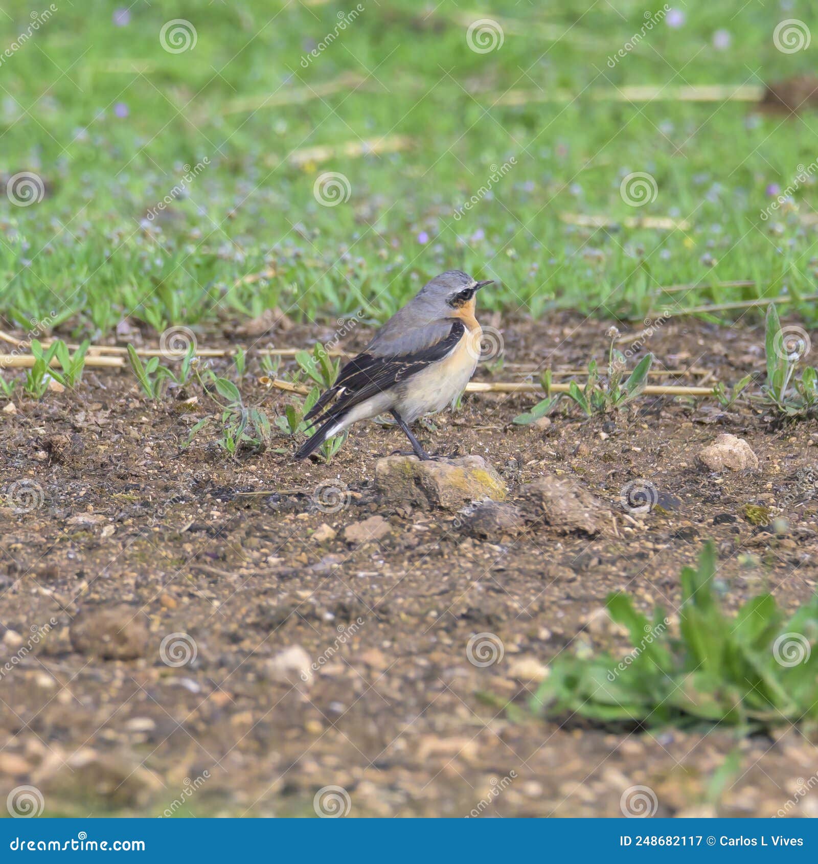The Northern Wheatear Oenanthe Oenanthe on a Dung Heap during the ...