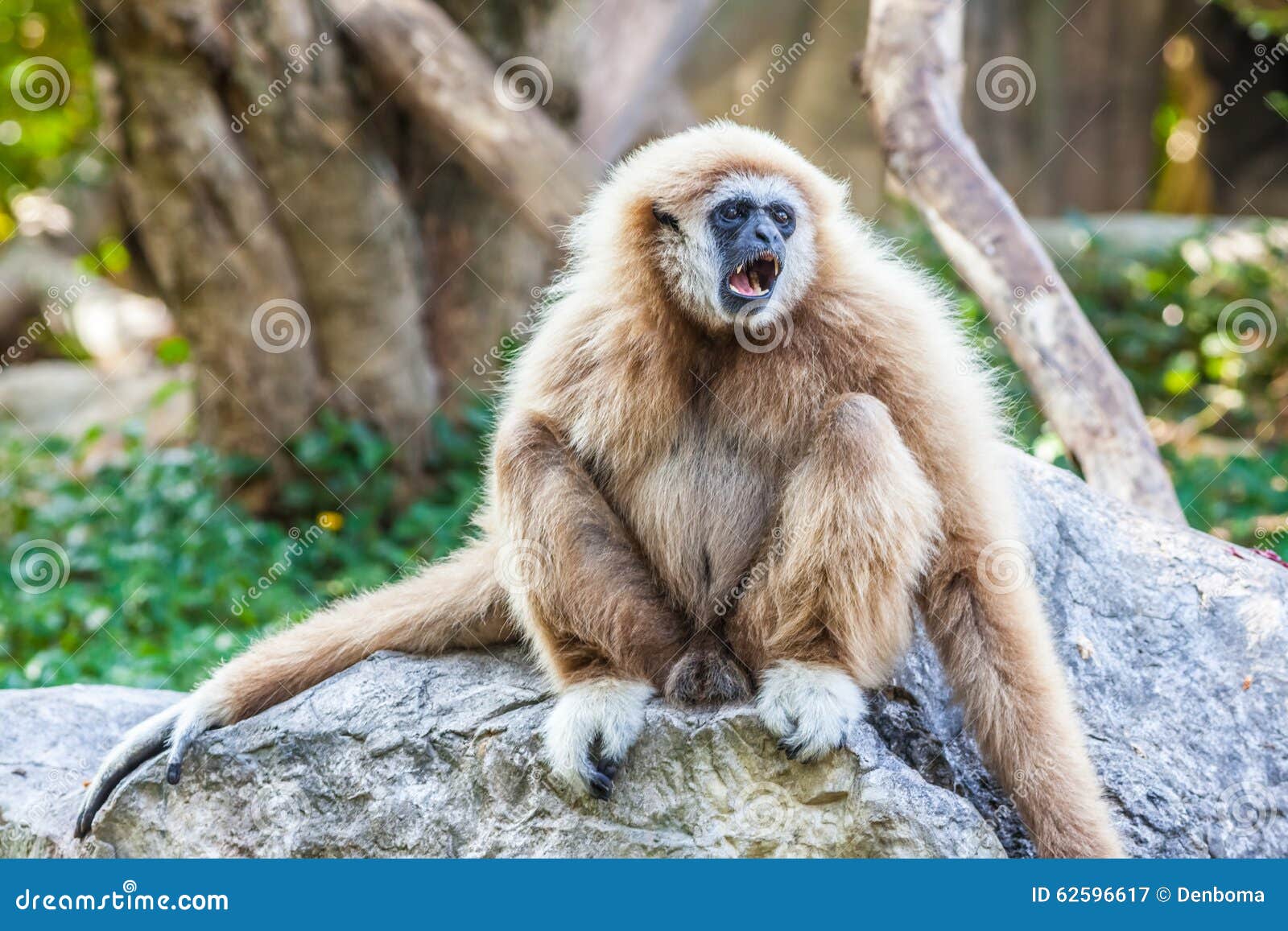 Northern White Cheeked Gibbon Stock Image - Image of face, leucogenys ...