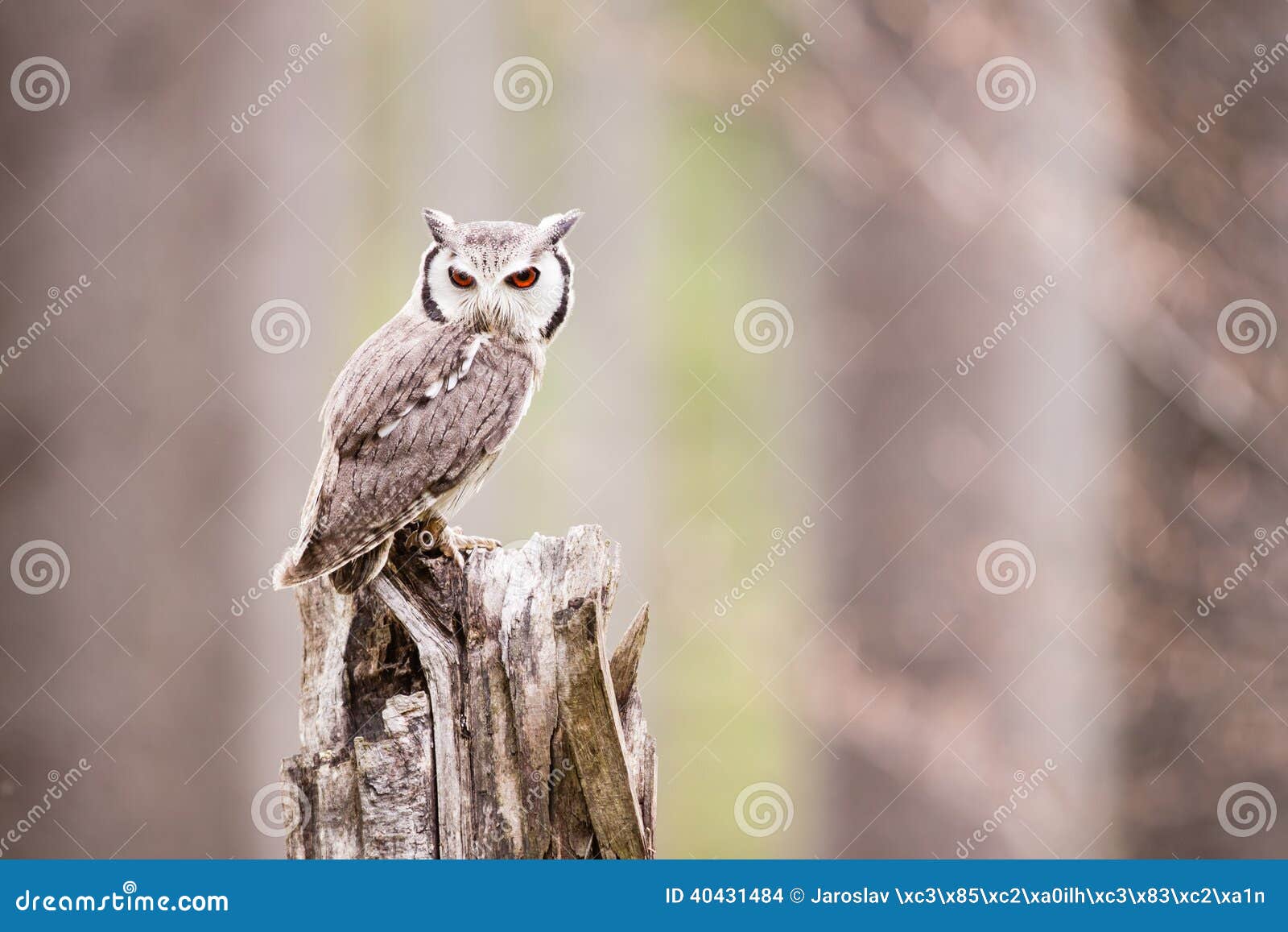 Black White Tree Owls Stock Photos - 25 Images