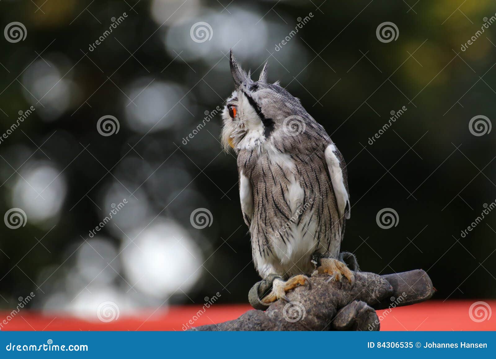 Northern White-faced Owl (Ptilopsis Leucotis) Looking To the Side Stock ...