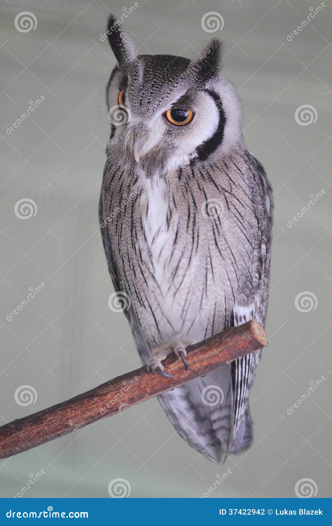 Northern White-faced Scops-owl Stock Photo - Image of otus, leucotis ...