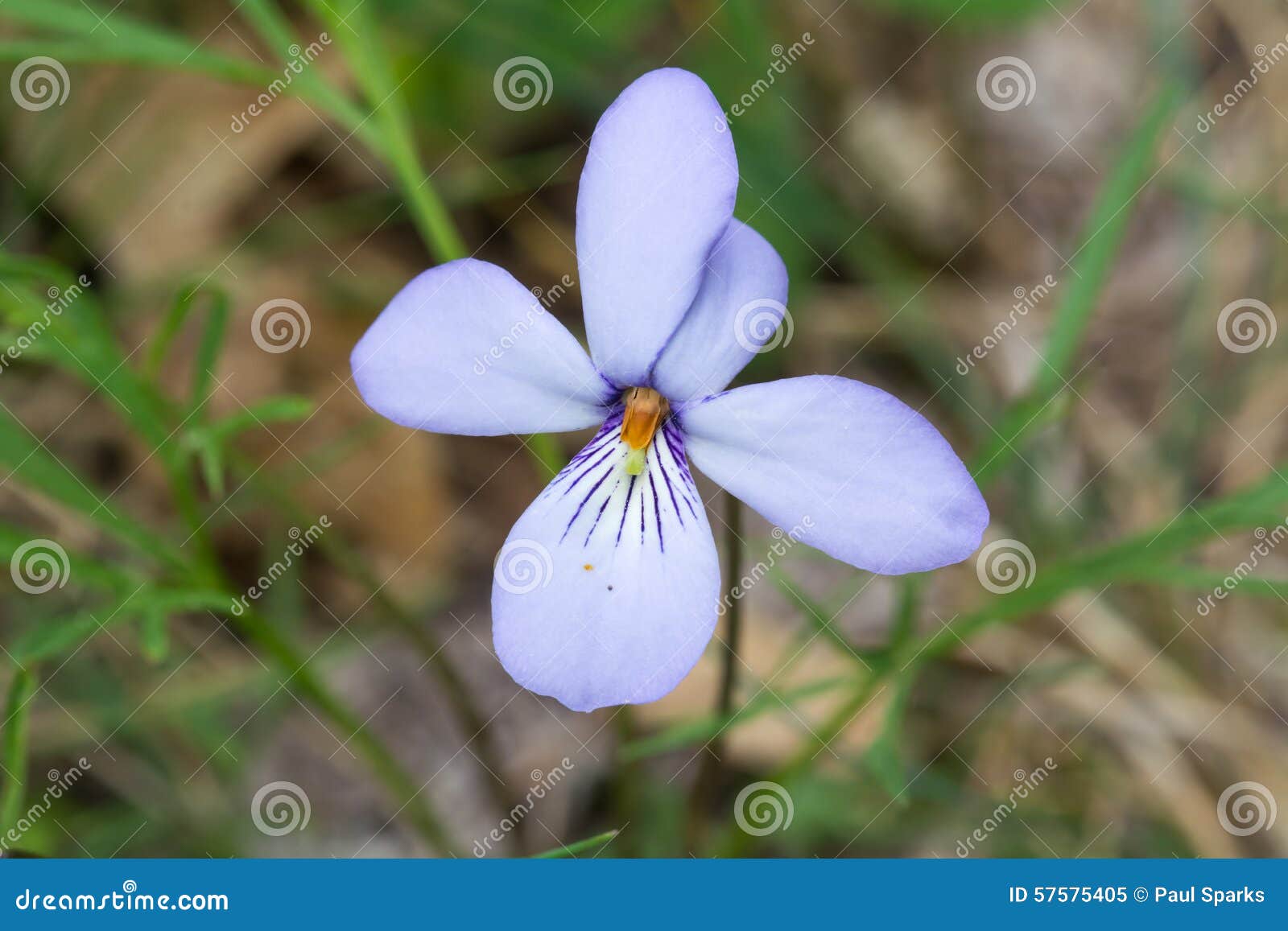 Bird S Foot Violet, Viola Pedata Stock Image - Image of stamen ...