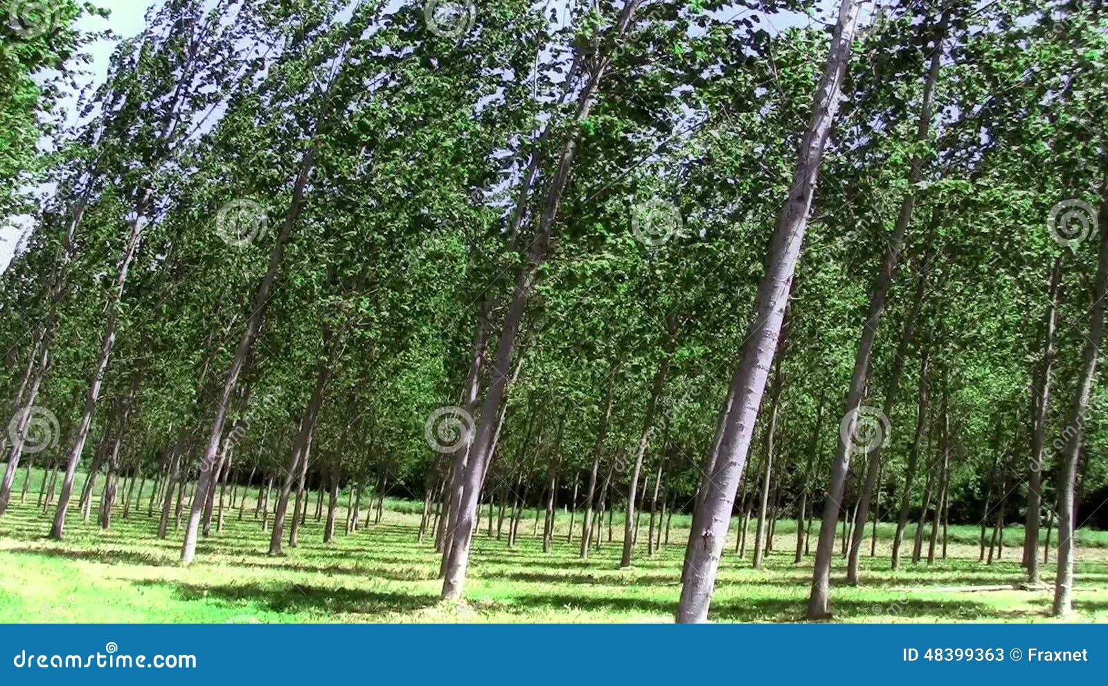 Northern Wind in the Forest Stock Video - Video of weather, north: 48399363