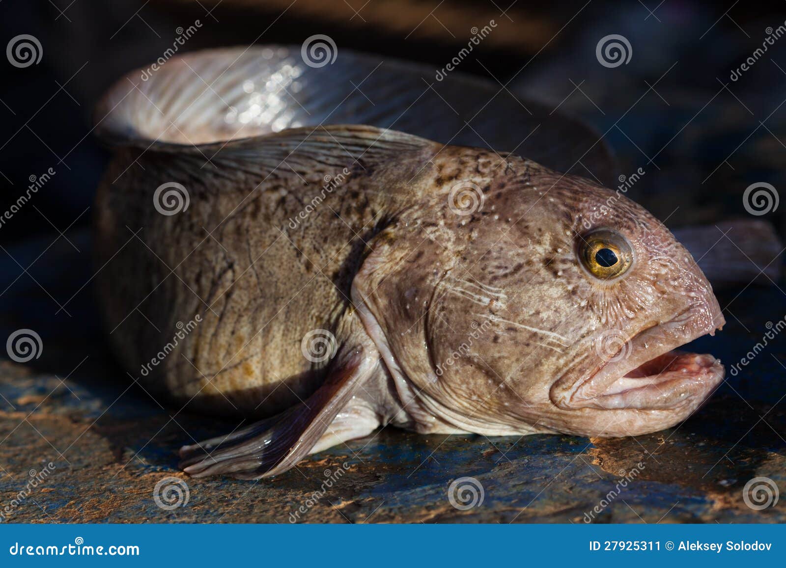Northern wolffish stock image. Image of animal, wolffish - 27925311