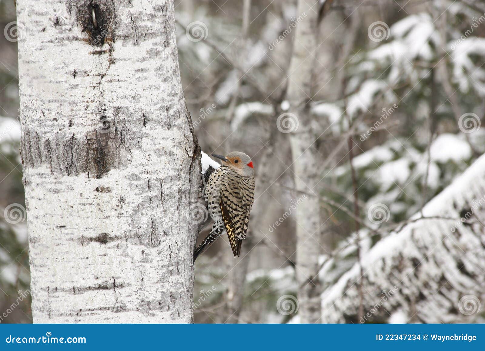 Northern Yellow-shafted Flicker Stock Photo - Image of shafted ...
