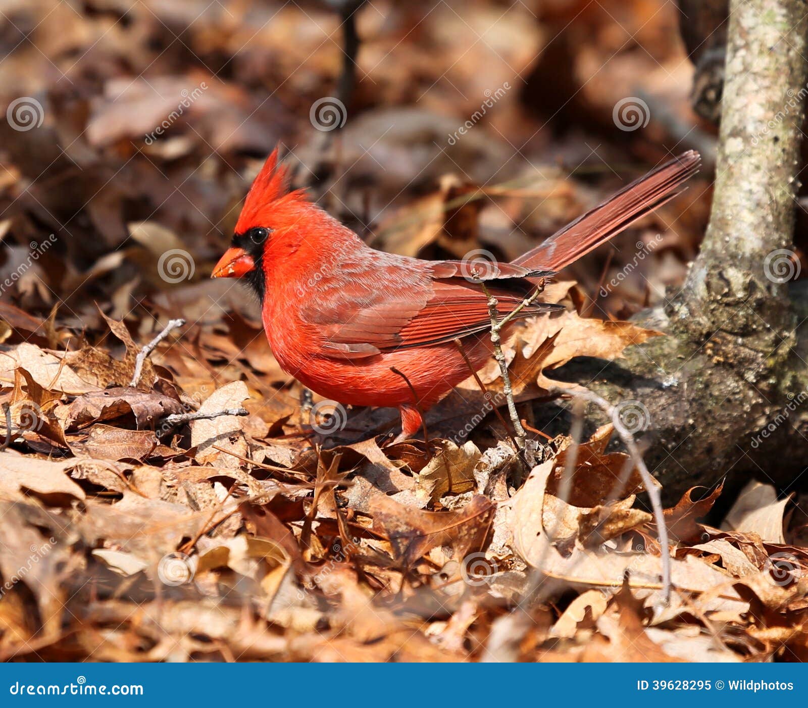 Northern Cardinal stock image. Image of colorful, black - 39628295