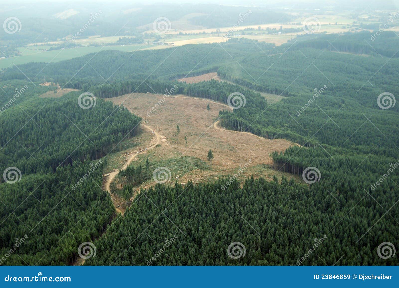 Clearcut Logging Area In The Forest With Pine Trees Cut Down As A Form ...