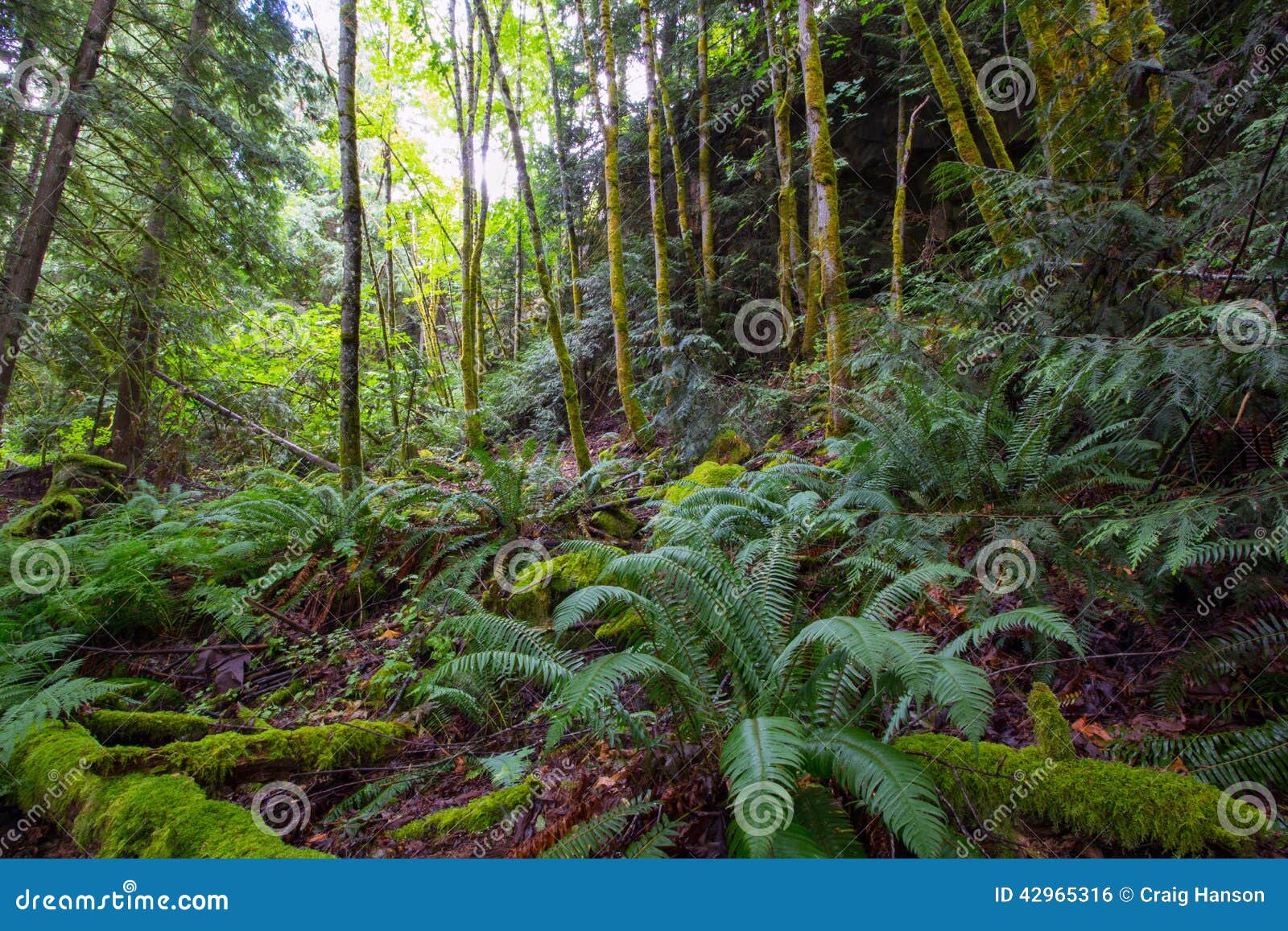 Northwest Forest stock photo. Image of serene, humid - 42965316