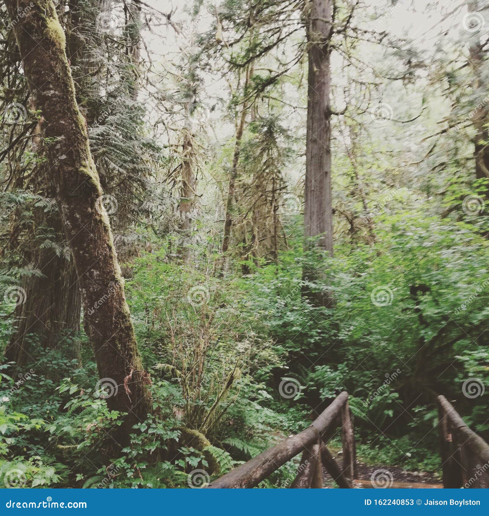 Northwest forests stock image. Image of northwest, forests - 162240853