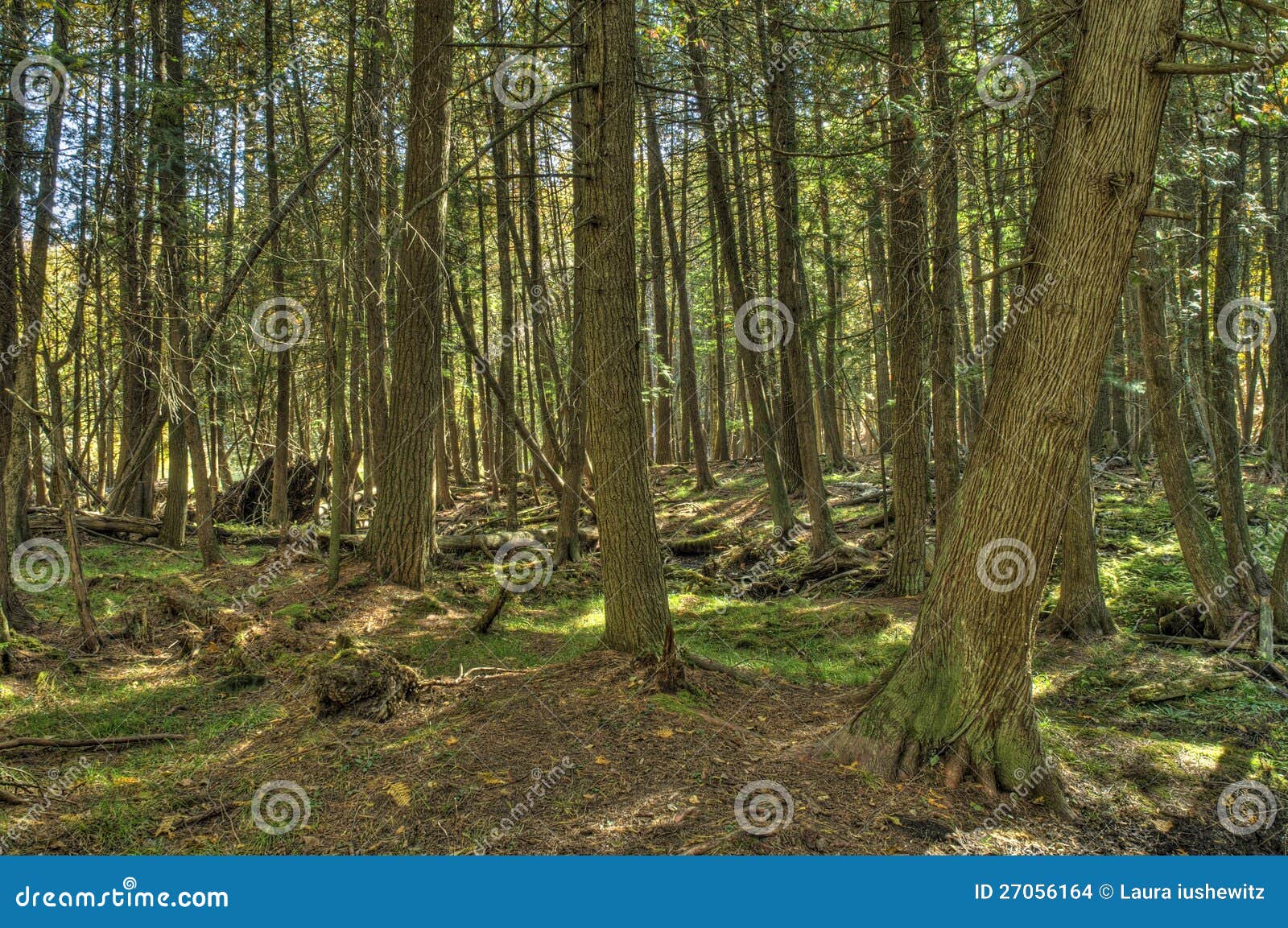 Northwoods fall stock photo. Image of colours, paths - 27056164