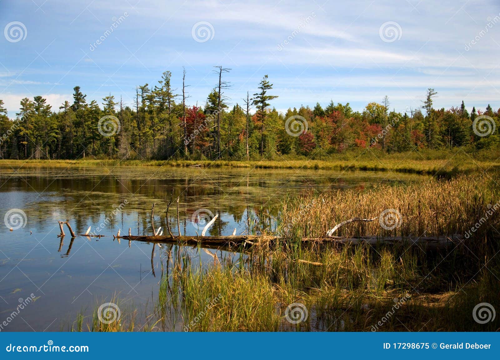 Northwoods Lake stock image. Image of flora, conservation - 17298675