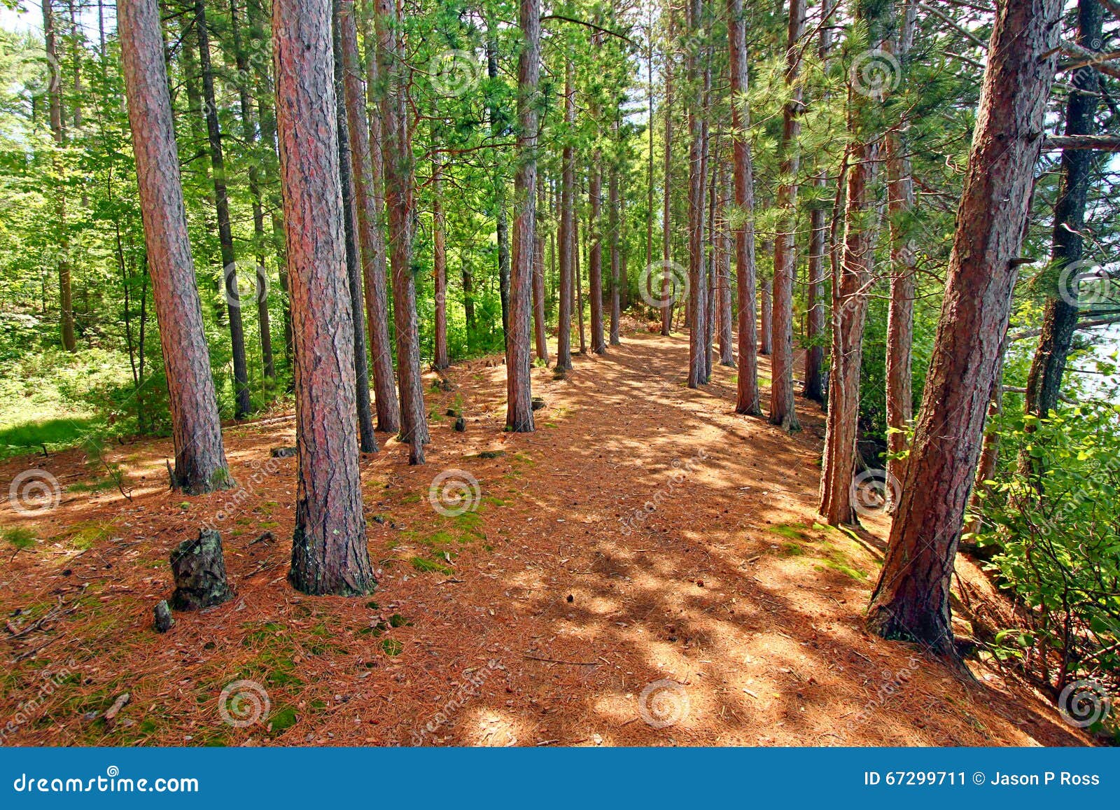 Northwoods Wisconsin Pine Forest Stock Image - Image of summer, forest ...
