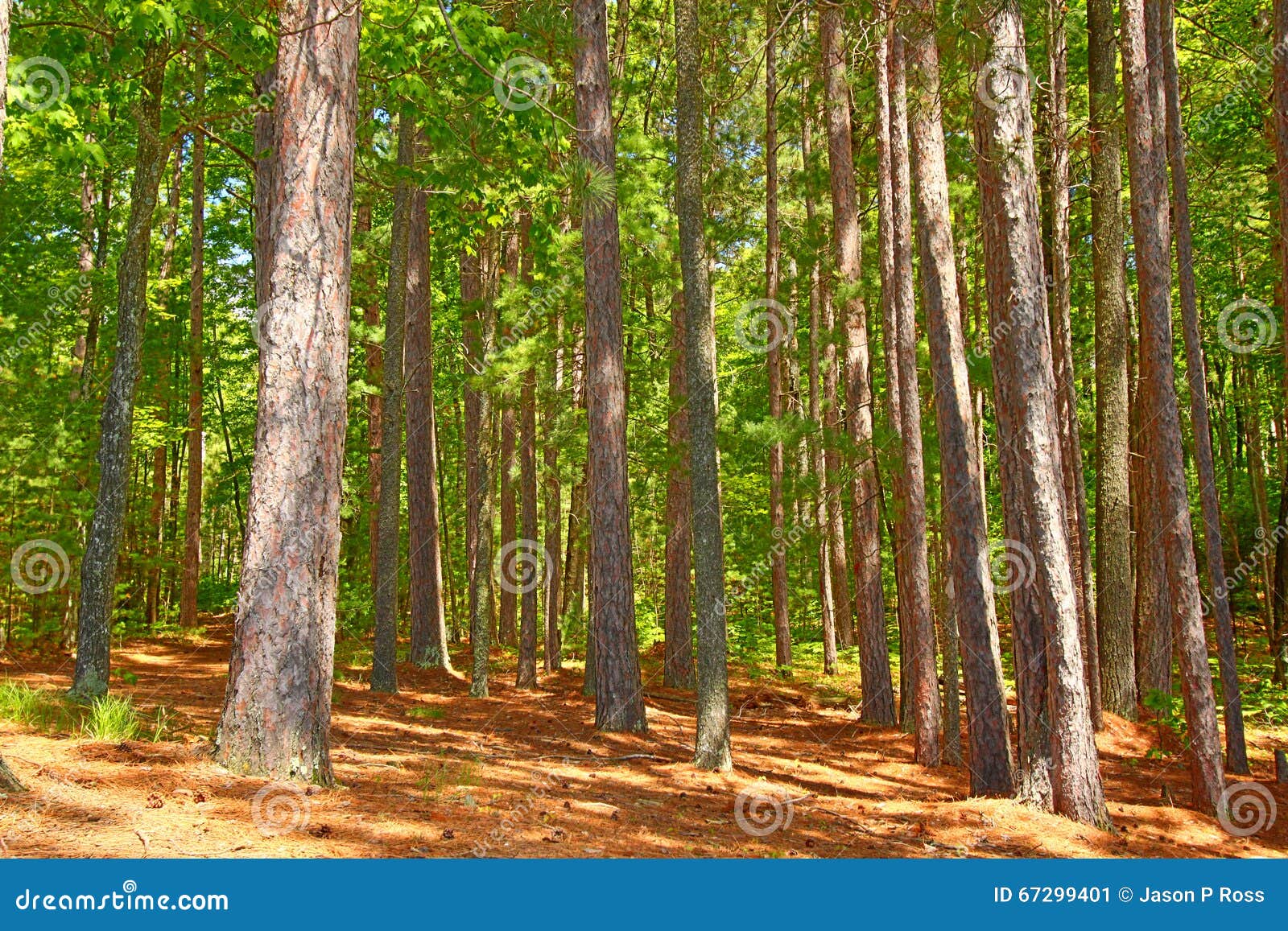 Northwoods Wisconsin stock image. Image of tree, beautiful - 67299401