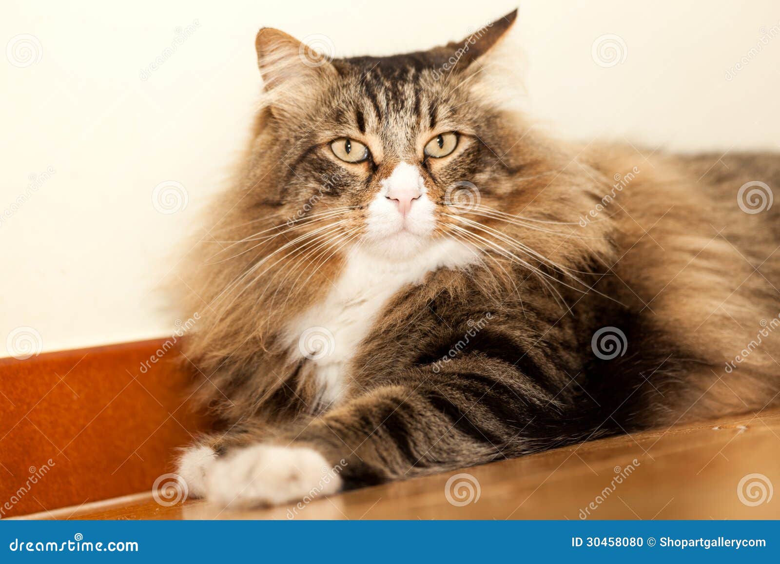 Noruego Cat Resting foto de archivo. Imagen de doméstico - 30458080