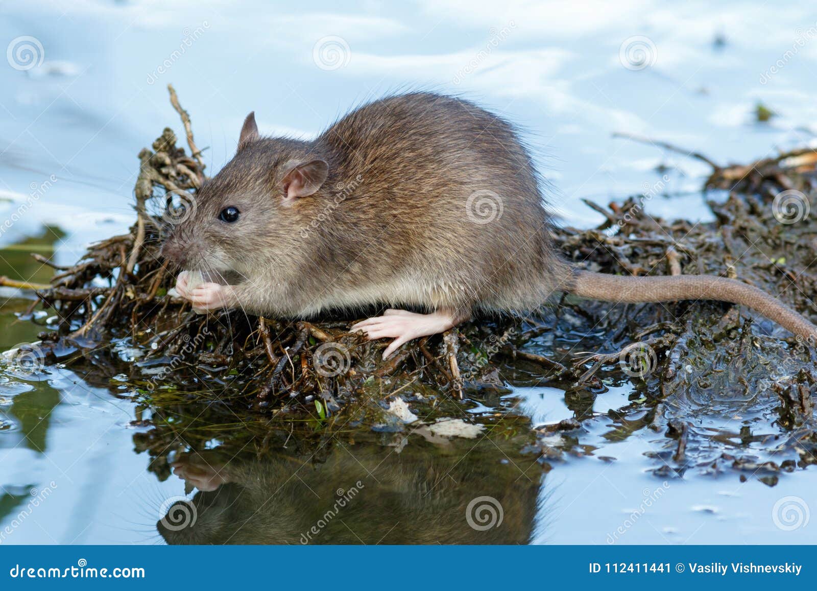 Norvegicus Del Rattus, Rata De Brown Imagen de archivo - Imagen de ...