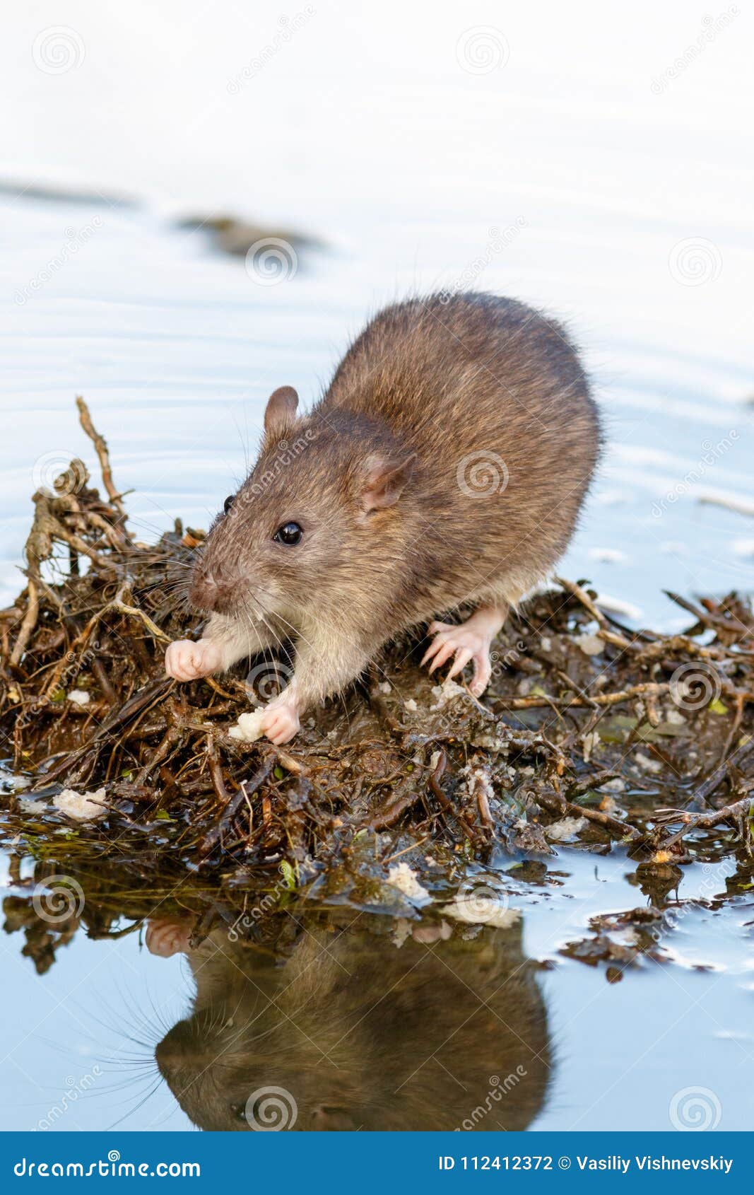 Norvegicus Do Rattus, Rato De Brown Foto de Stock - Imagem de besta ...