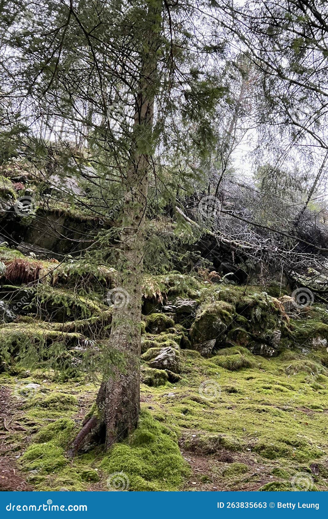 Beautiful Trees of the Forest on Mount Floyen in Bergen, Norway Stock ...