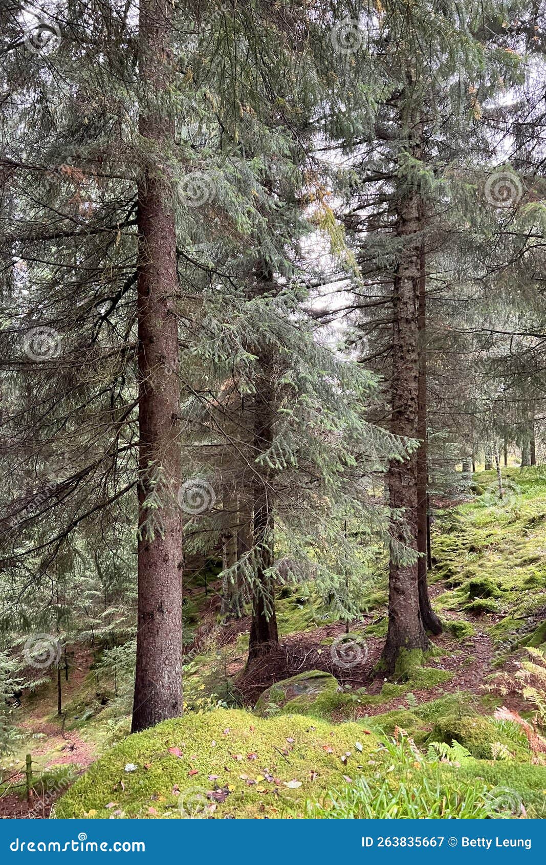 Beautiful Trees of the Forest on Mount Floyen in Bergen, Norway Stock ...
