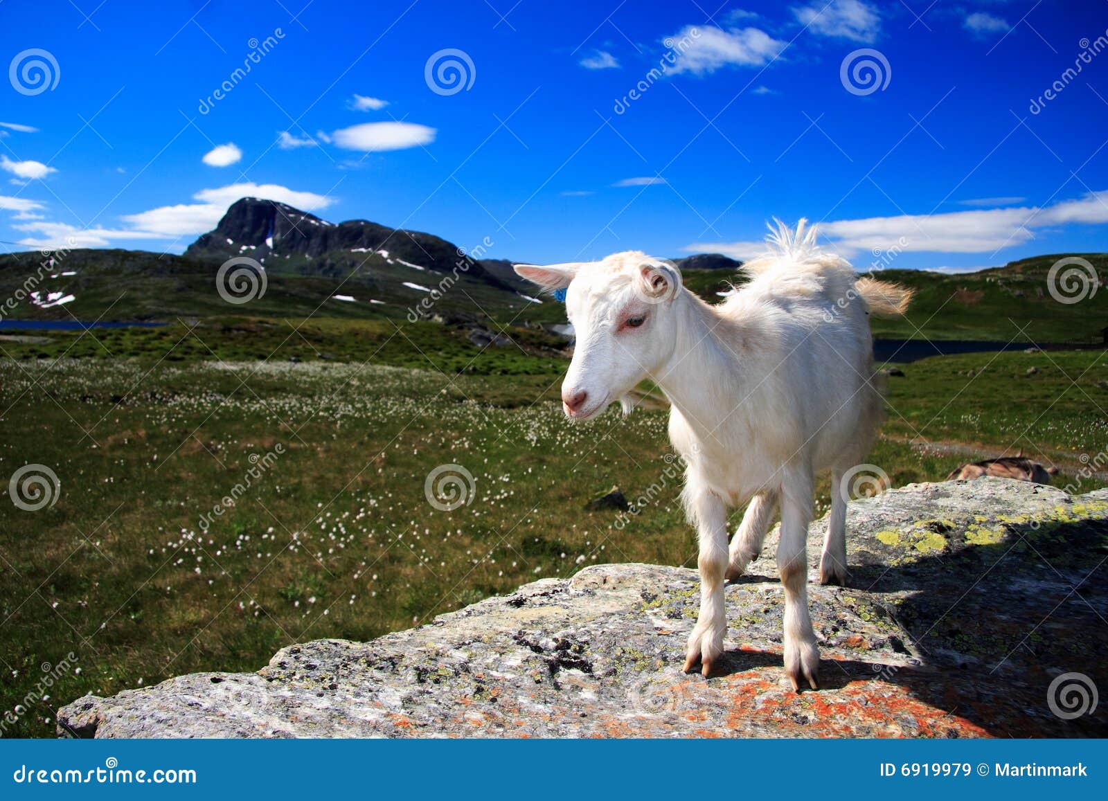 Norway - Goat stock image. Image of natural, livestock - 6919979