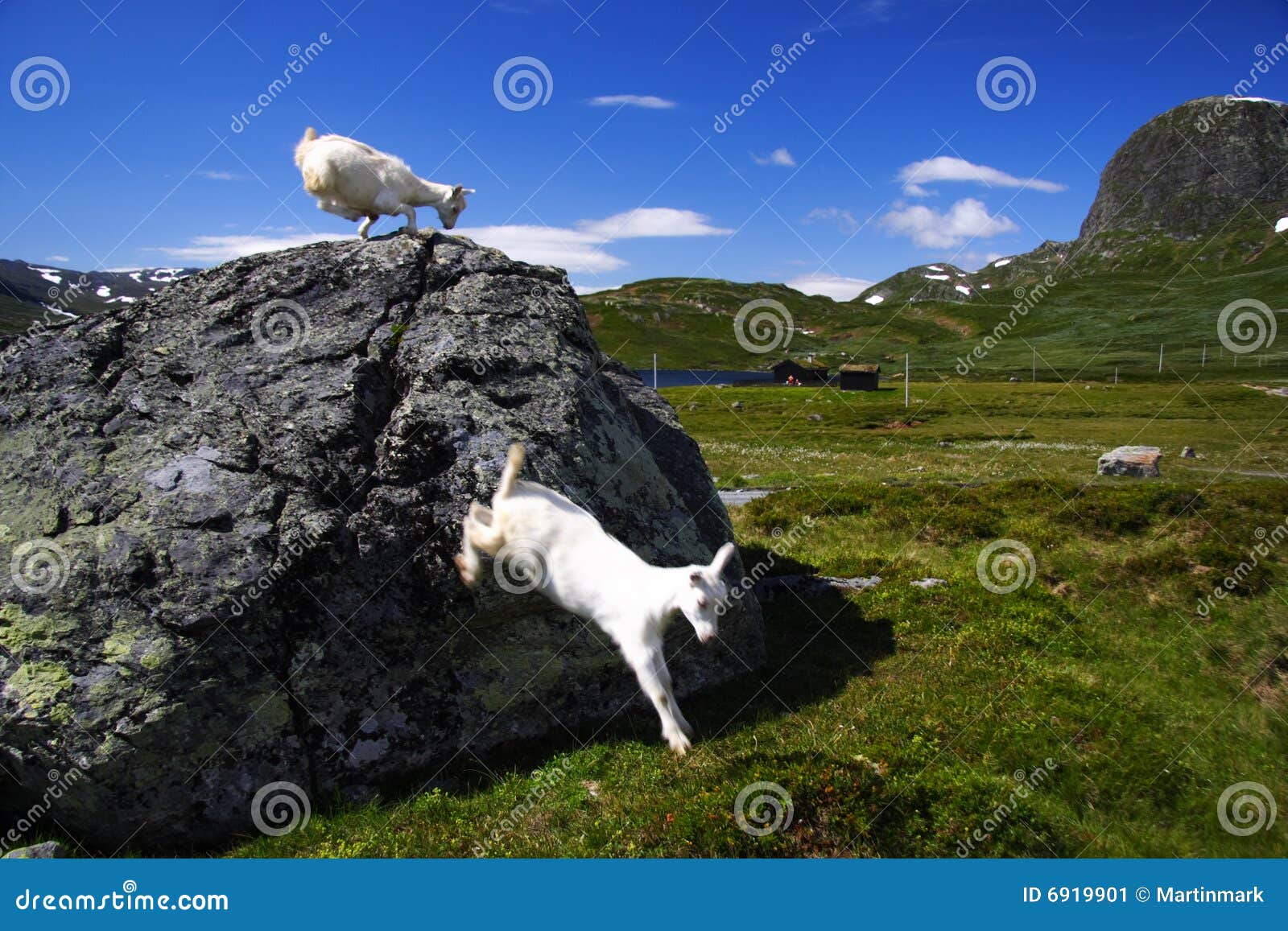 Norway - Goats stock image. Image of background, farming - 6919901