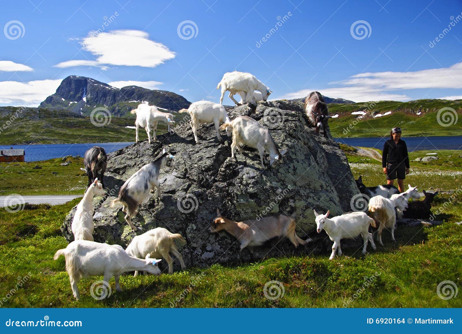 Norway -goats and hiker stock photo. Image of exploring - 6920164