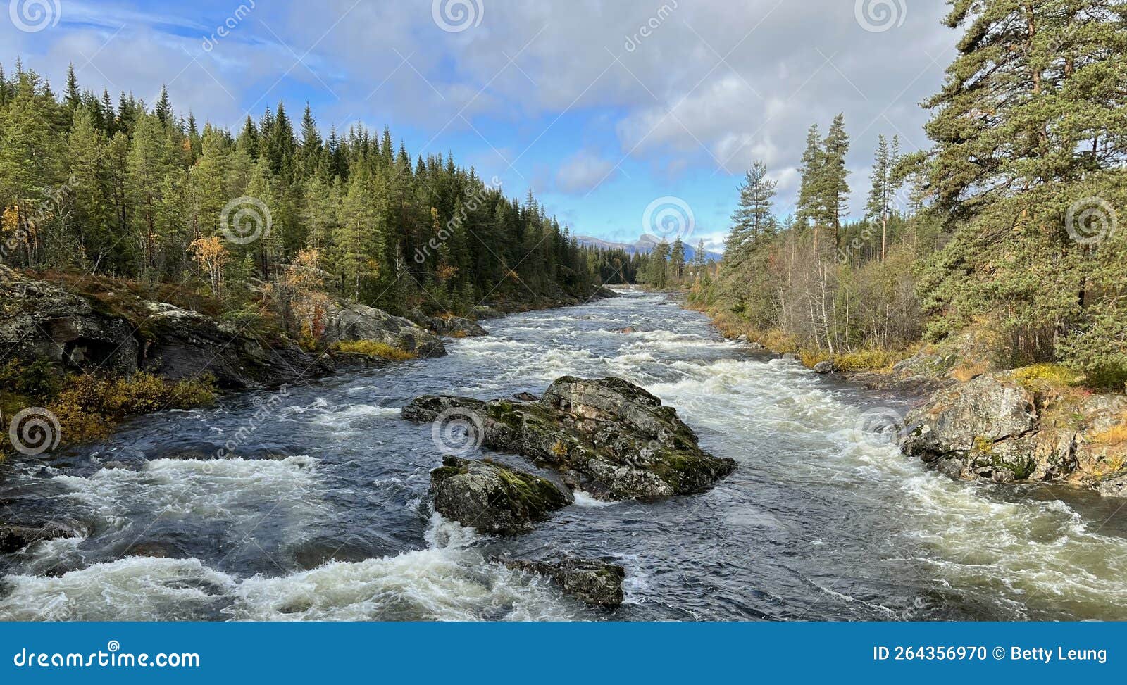 Roaring White Water Running Down the River in Autumn in Norway Stock ...