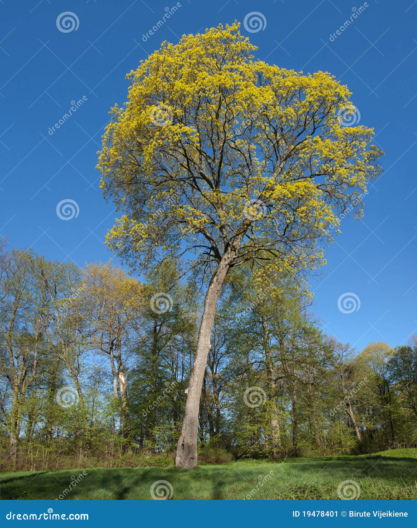 Acer Platanoides Is A Norway Maple Royal Red Stock Photography ...