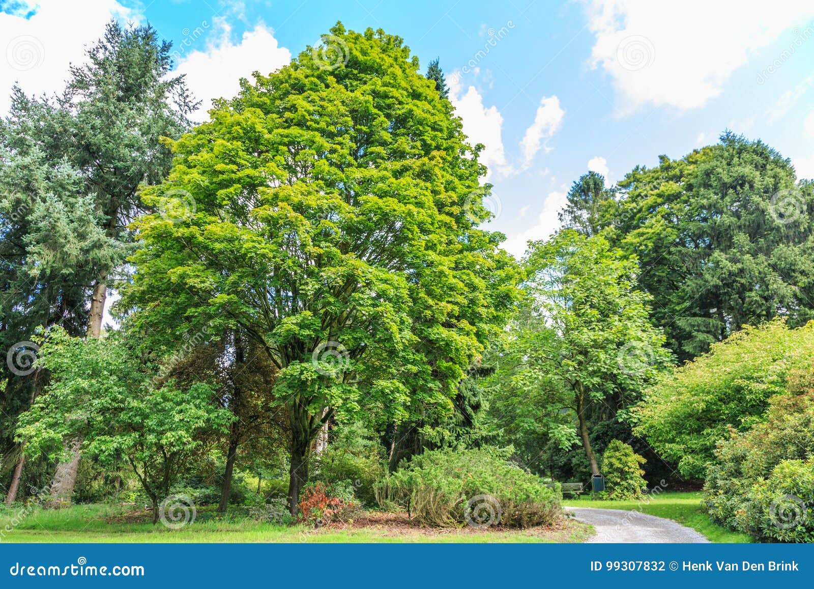 Harlequin Norway Maple, Acer Platanoides Drummondii Royalty-Free Stock ...