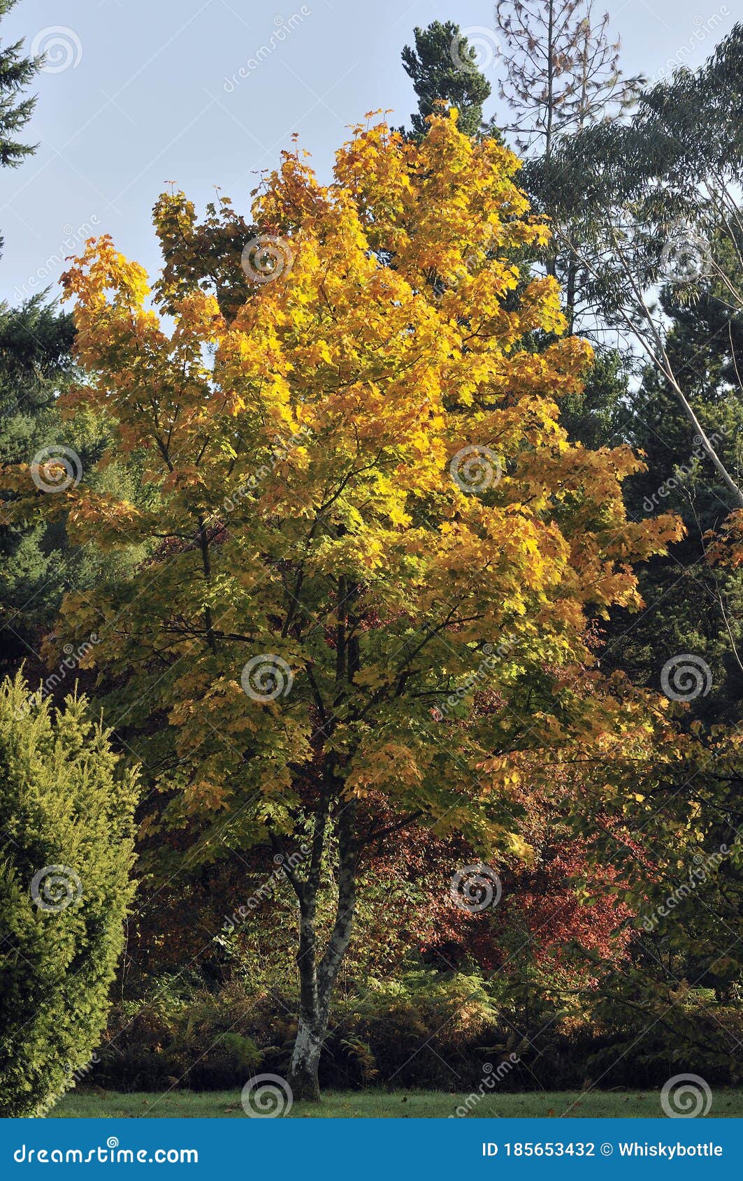 Norway Maple stock photo. Image of norway, wildlife - 185653432