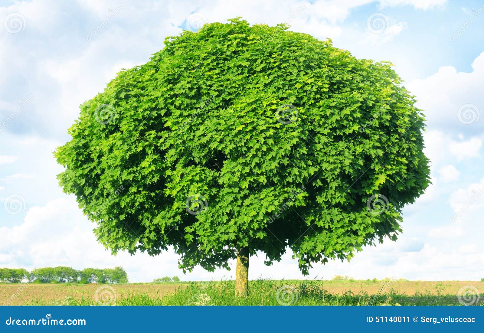 Norway Maple(Acer Platanoides) Stock Image - Image of lush, blue: 51140011