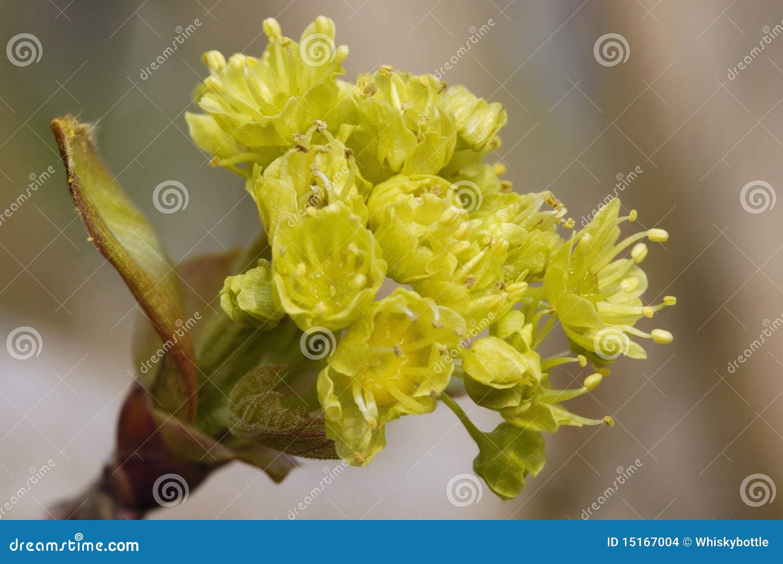 Norway Maple Flower - Acer Platanoides Stock Photo - Image of flora ...