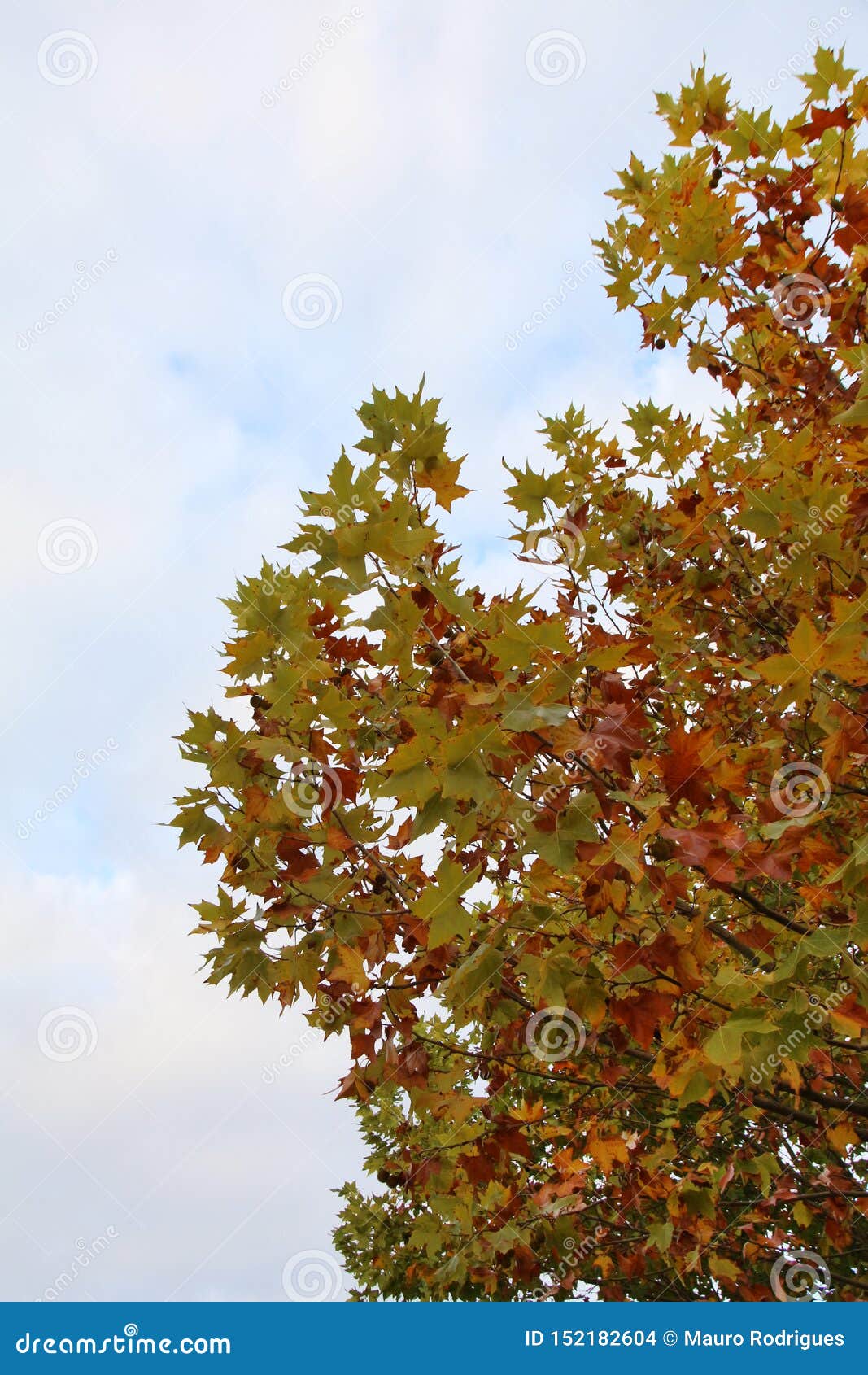 Norway maple tree stock photo. Image of autumn, forest - 152182604