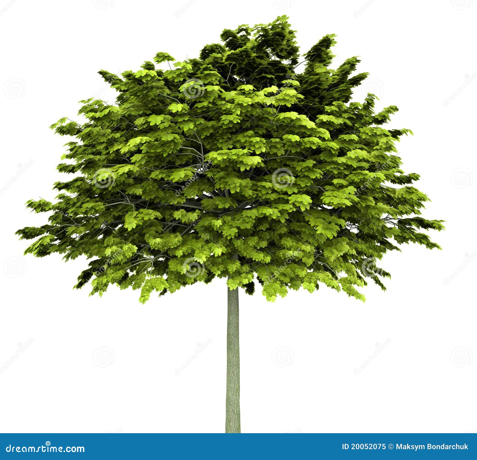 Norway Maple Acer Platanoides Leaf. Ink Black And White Doodle Drawing ...