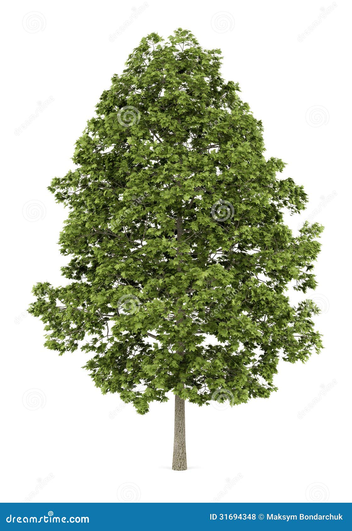 Norway Maple Architectonics. The Structure Of The Tree Branches And ...