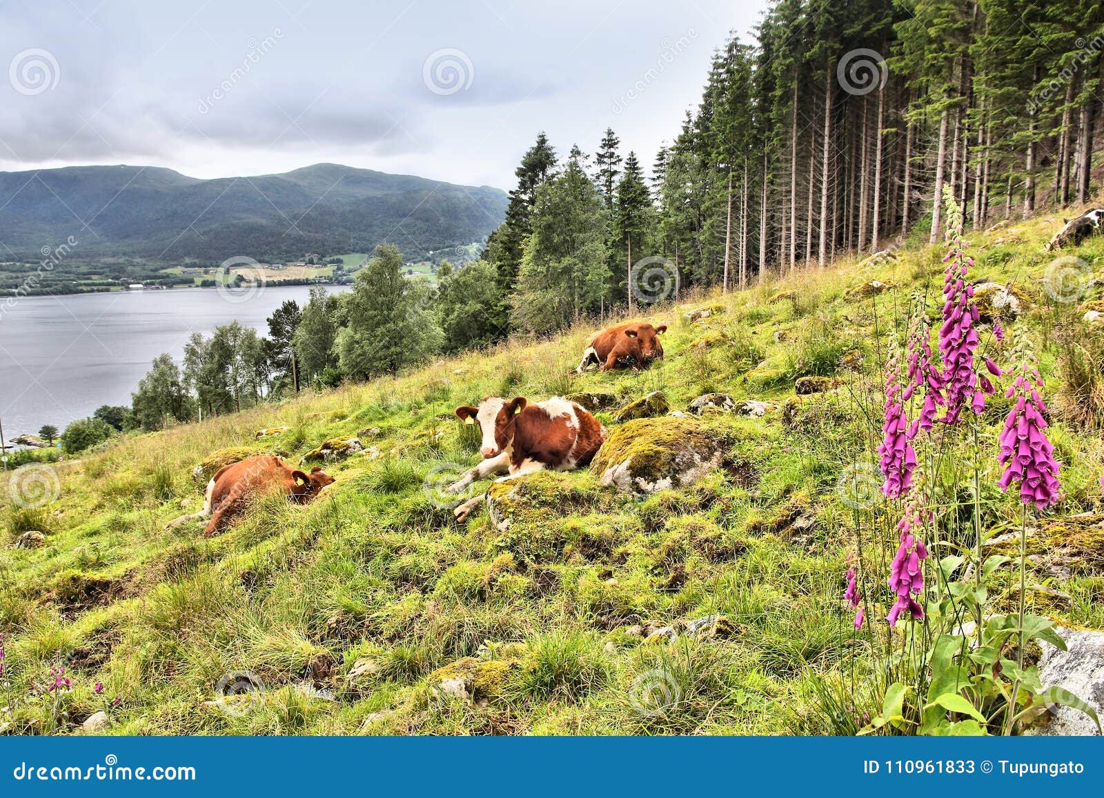 Norway mountain cattle stock image. Image of mammal - 110961833