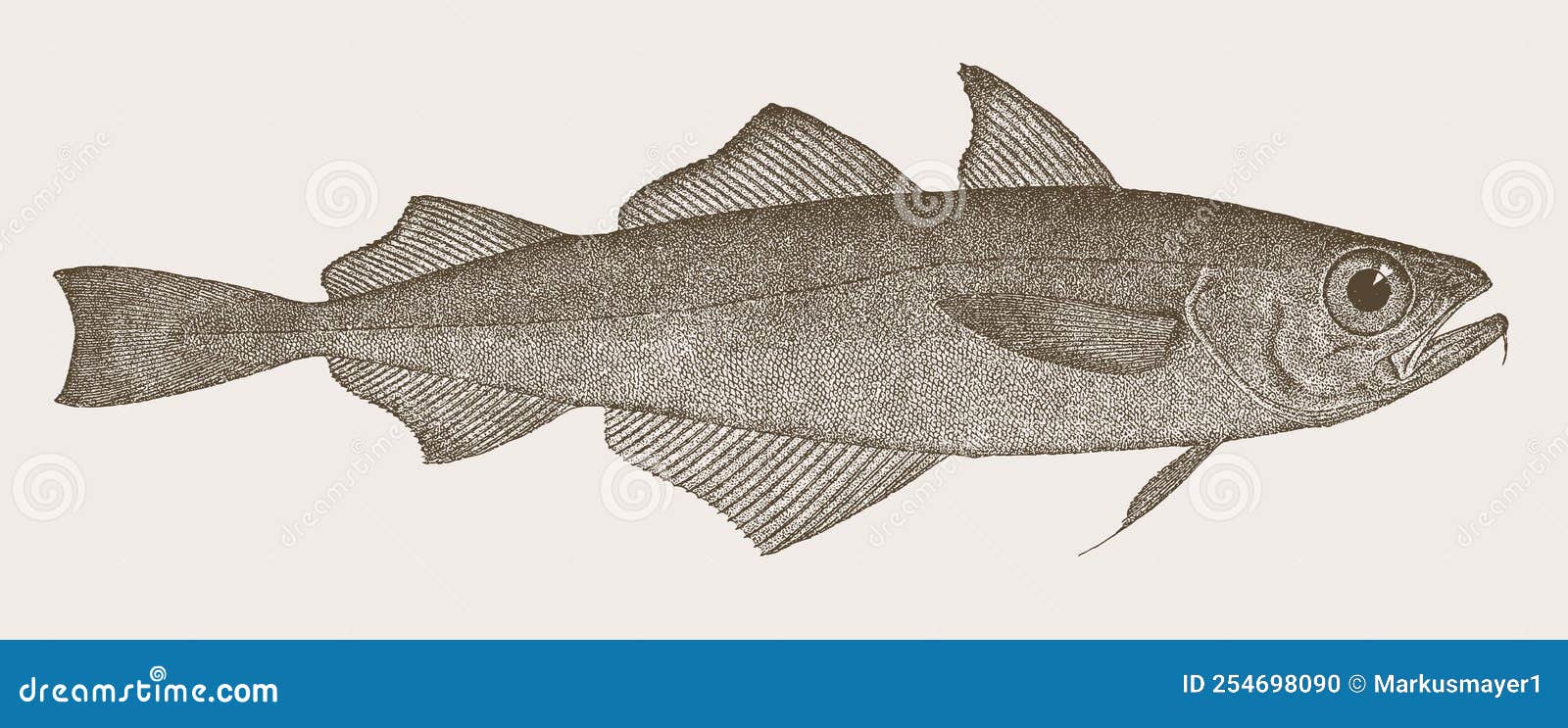 Pout Fish Stock Illustrations – 8 Pout Fish Stock Illustrations ...