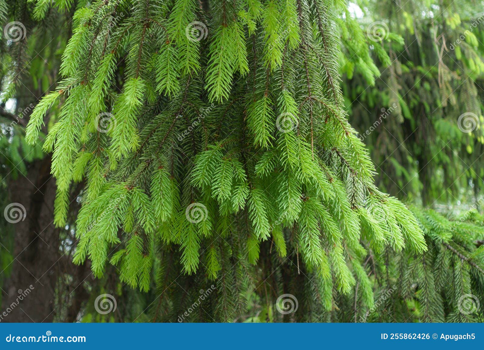 Norway Spruce with Fresh Spring Foliage Stock Photo - Image of garden ...