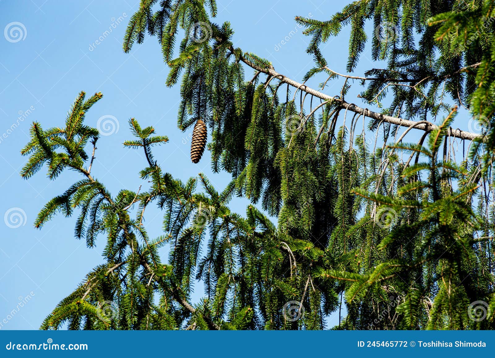 Norway Spruce with Many Thin Branches in Spring. Stock Photo - Image of ...