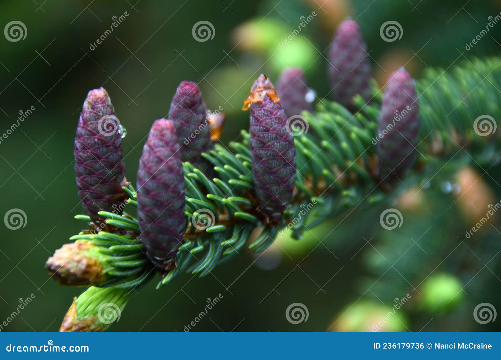 Norway Spruce Purple Pinecones on Branch Stock Photo - Image of leaves ...