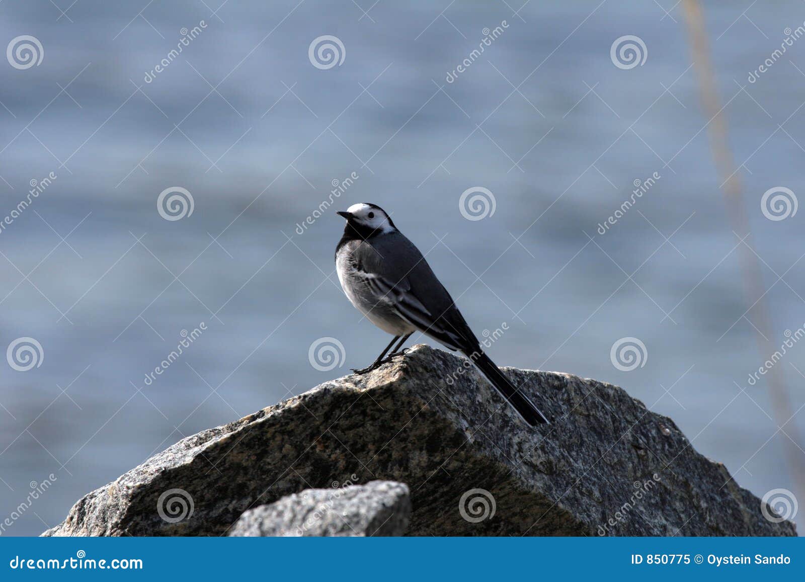 Norwegian bird stock image. Image of vivid, contrast, stare - 850775