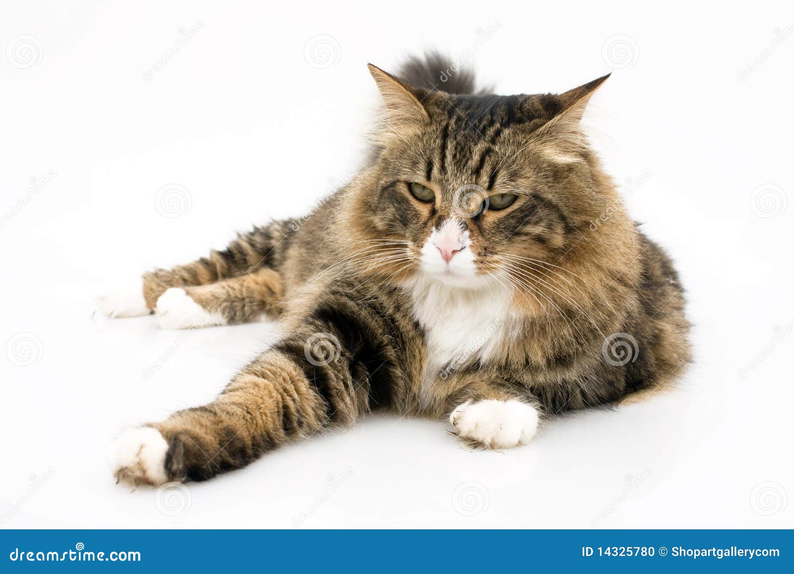 Norwegian Cat with Bored Expression Stock Photo - Image of portrait ...