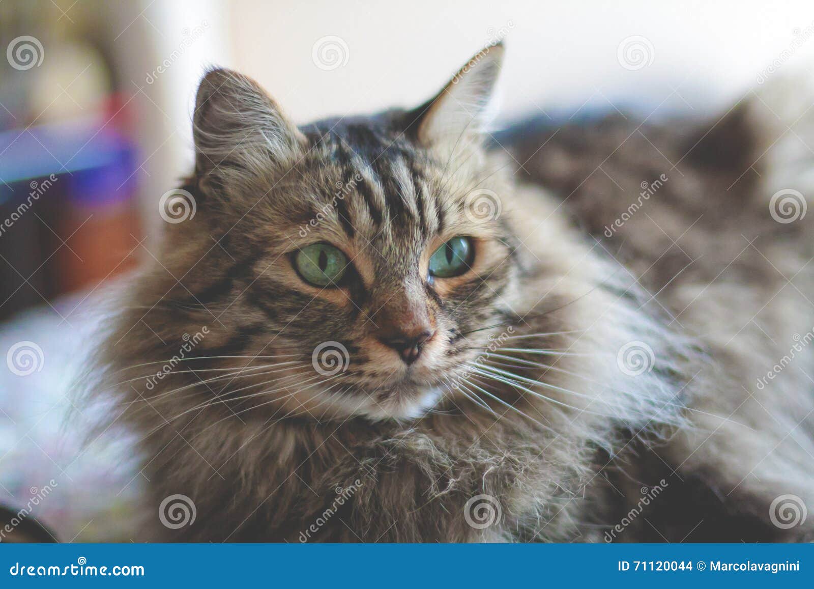 Norwegian Cat Portrait stock photo. Image of forest, male - 71120044
