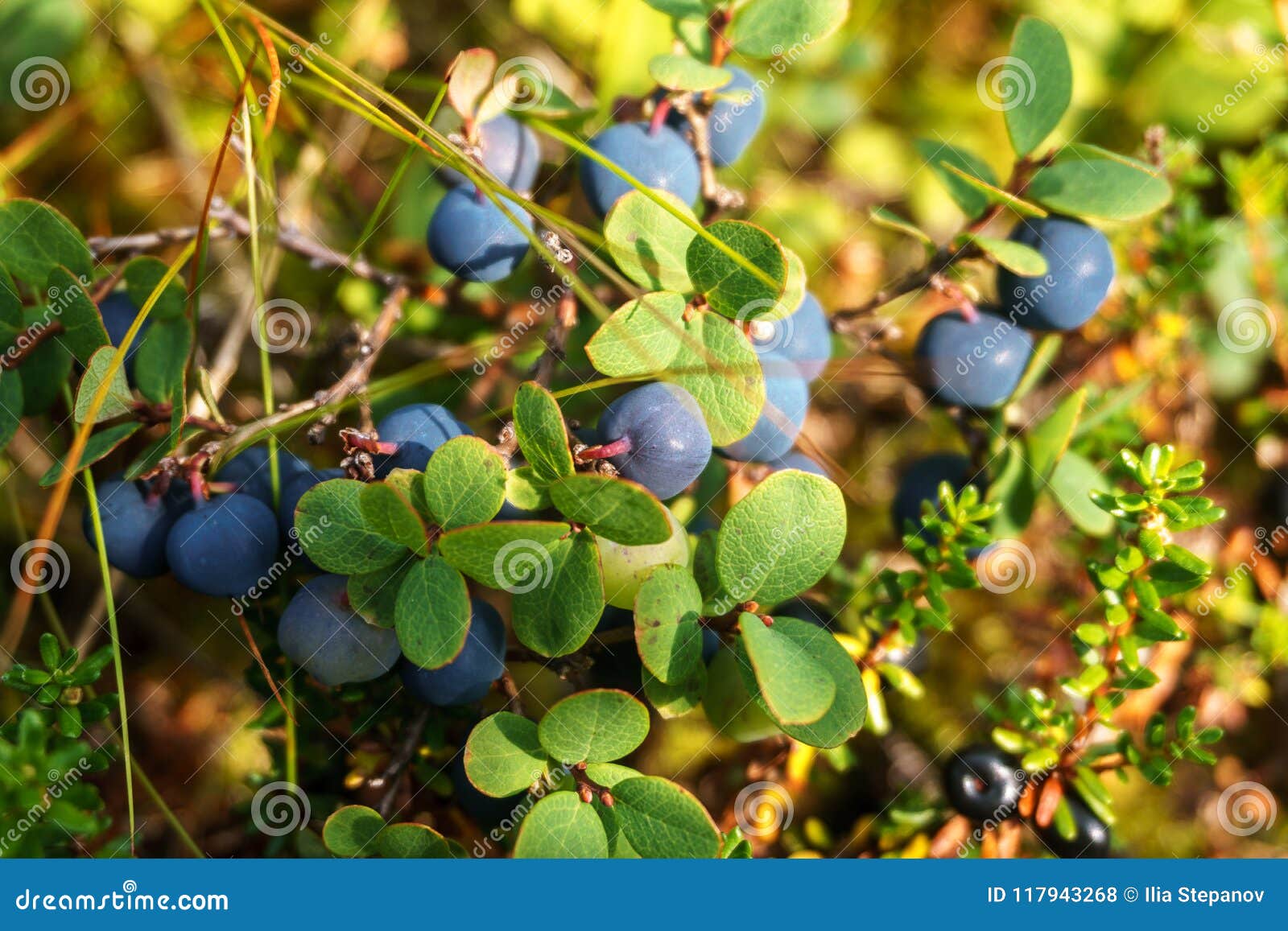 Norwegian Cloud-berries. Edible Berry Stock Photo - Image of food ...
