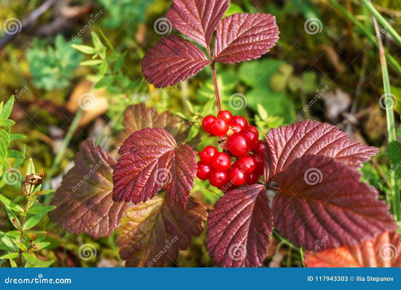 Norwegian Cloud-berries. Edible Berry Stock Image - Image of norwegian ...