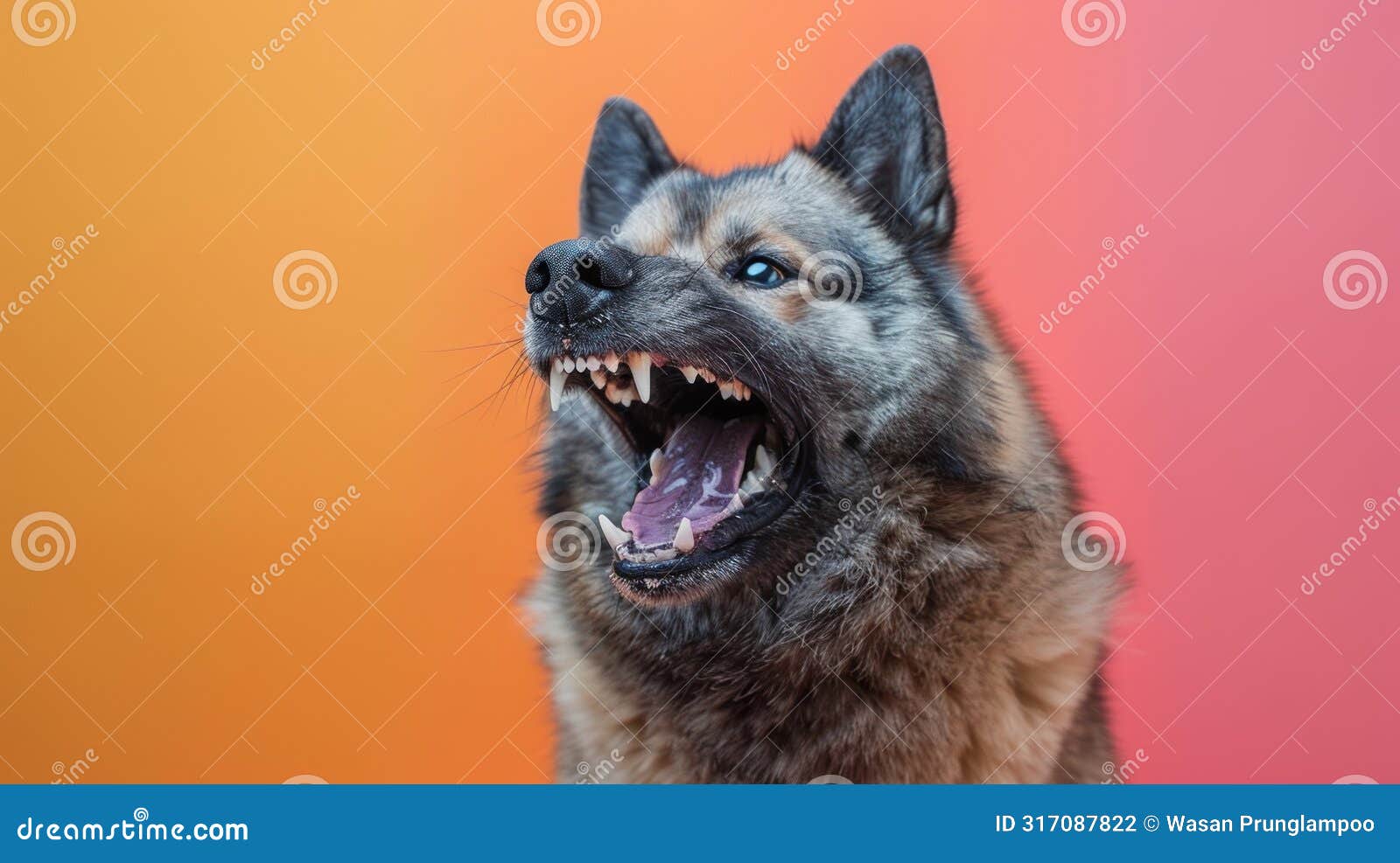 Norwegian Elkhound, Angry Dog Baring Its Teeth, Studio Lighting Pastel ...
