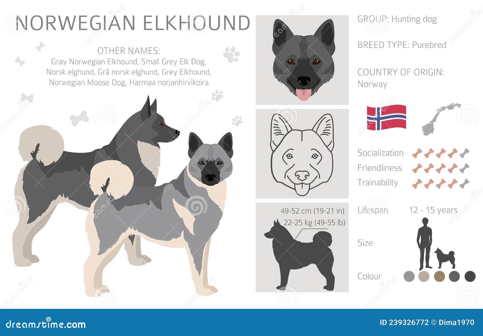 Norwegian Elkhound Colors